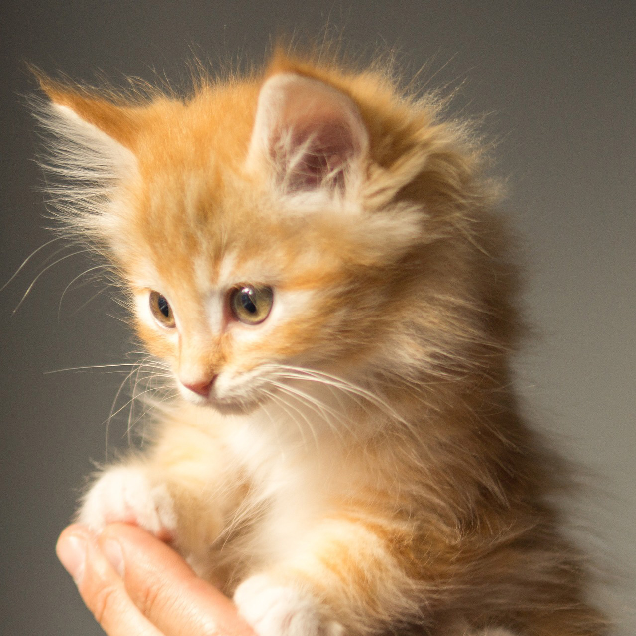 Introducing the Abject Kitten, Part 2 | The University of Abject Submission